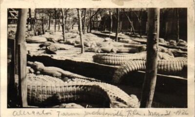 Antique 1926 Photo Alligator Farm Jacksonville FL Florida Gator Lizard ...