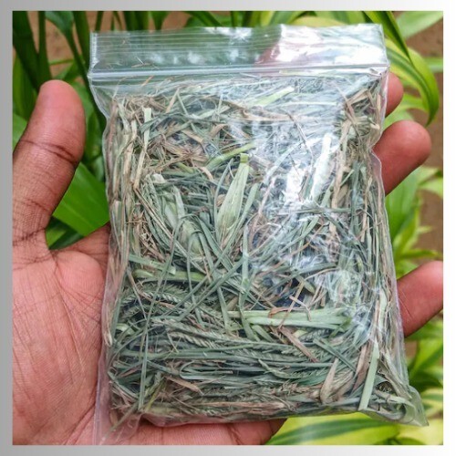 Dried Goose Grass Paragis Plant Eleusine dry Herb Natural Organic ...