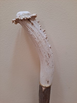 rustic Deep-Twist Burl IRON-WOOD Walking-Stick Stag-Deer Antler Burr ...