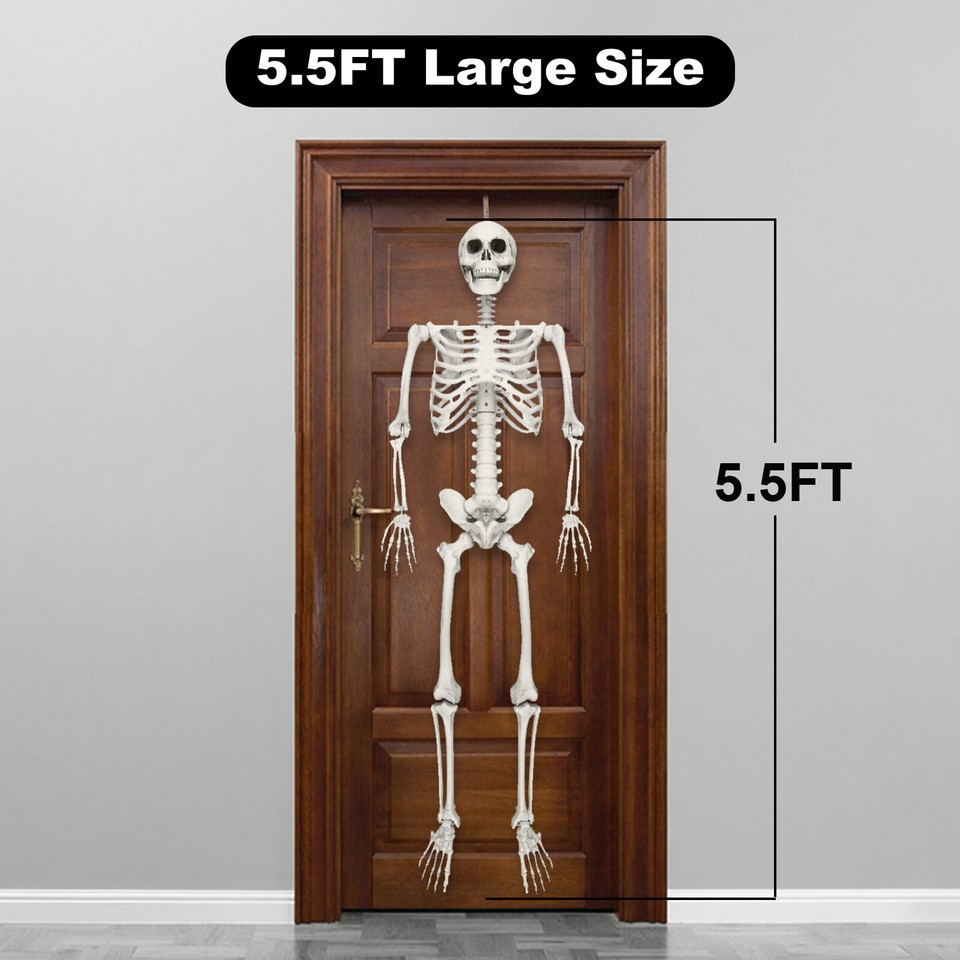 5.5FT Life Size Skeleton Realistic Posable Human Skeleton Halloween ...