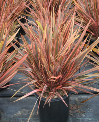 Phormium Maori Queen XXXL 3Lt Pot - Hardy Tropical Shrub Evergreen ...