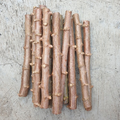 Fresh Cassava Stems - Manihot Utilissima - Sweet Yucca Root - For ...