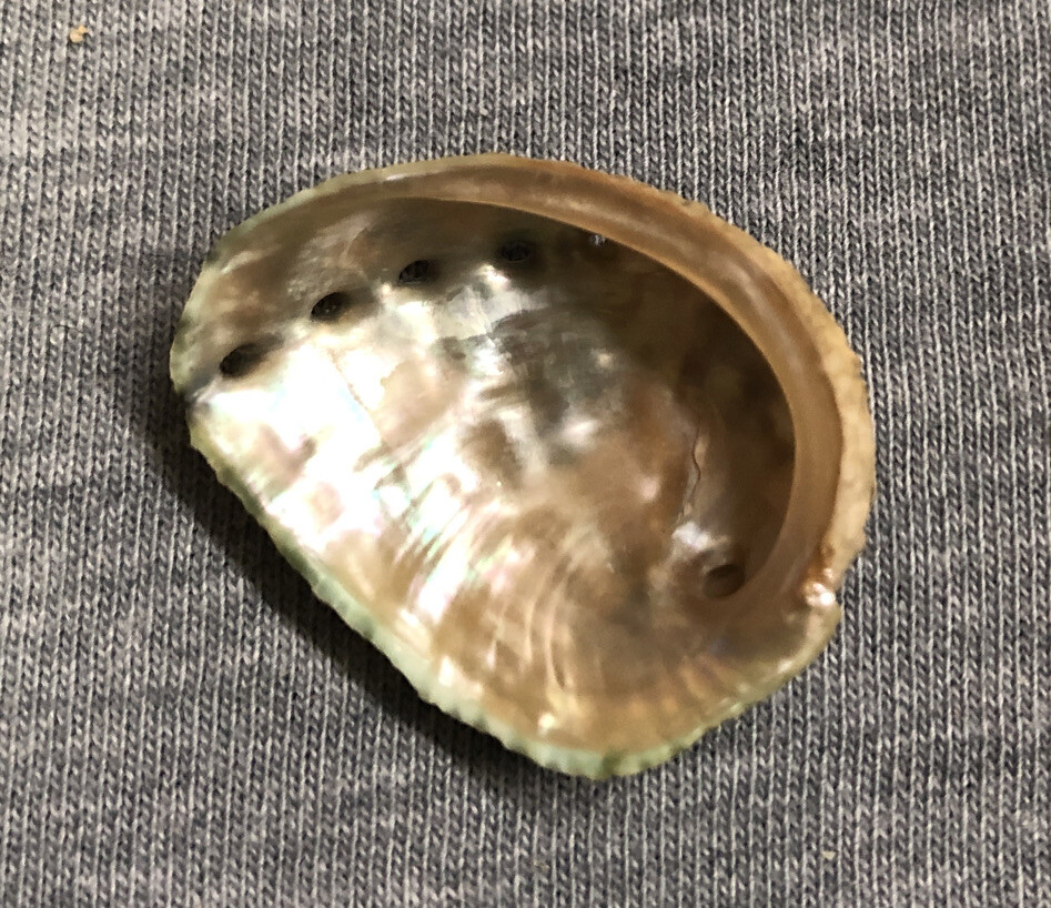 Haliotis varia (Variable Abalone) 28mm !!! | eBay