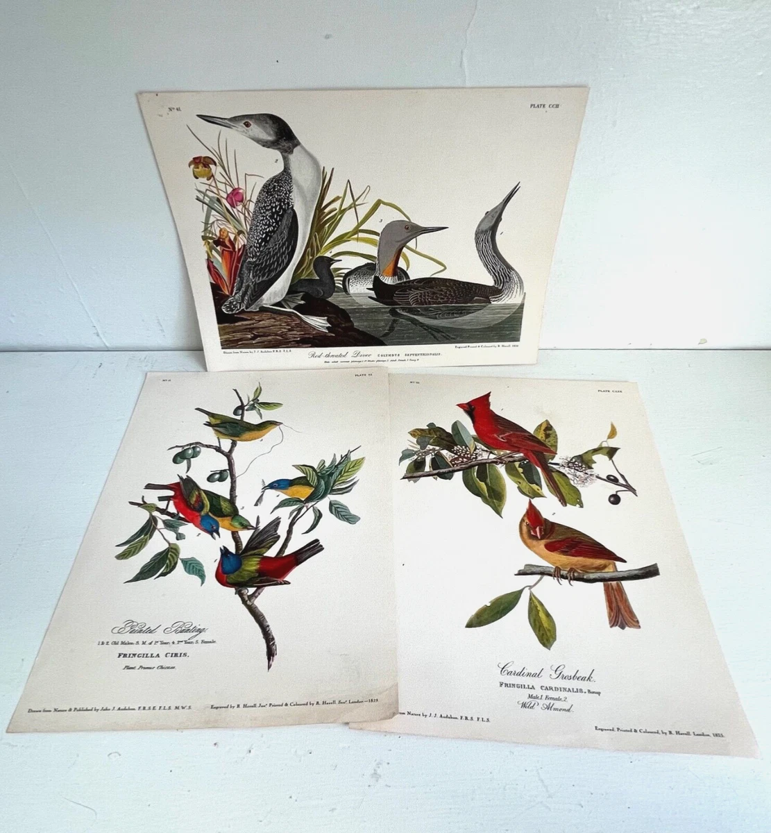 Vintage Audubon Bird Prints
