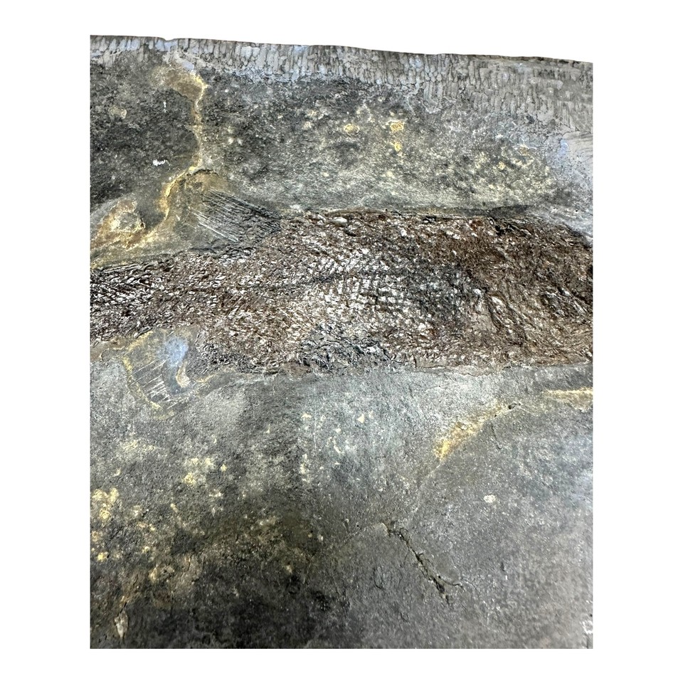 Amblypterus Fossil Fish - Upper/Lower Permian - Germany | eBay