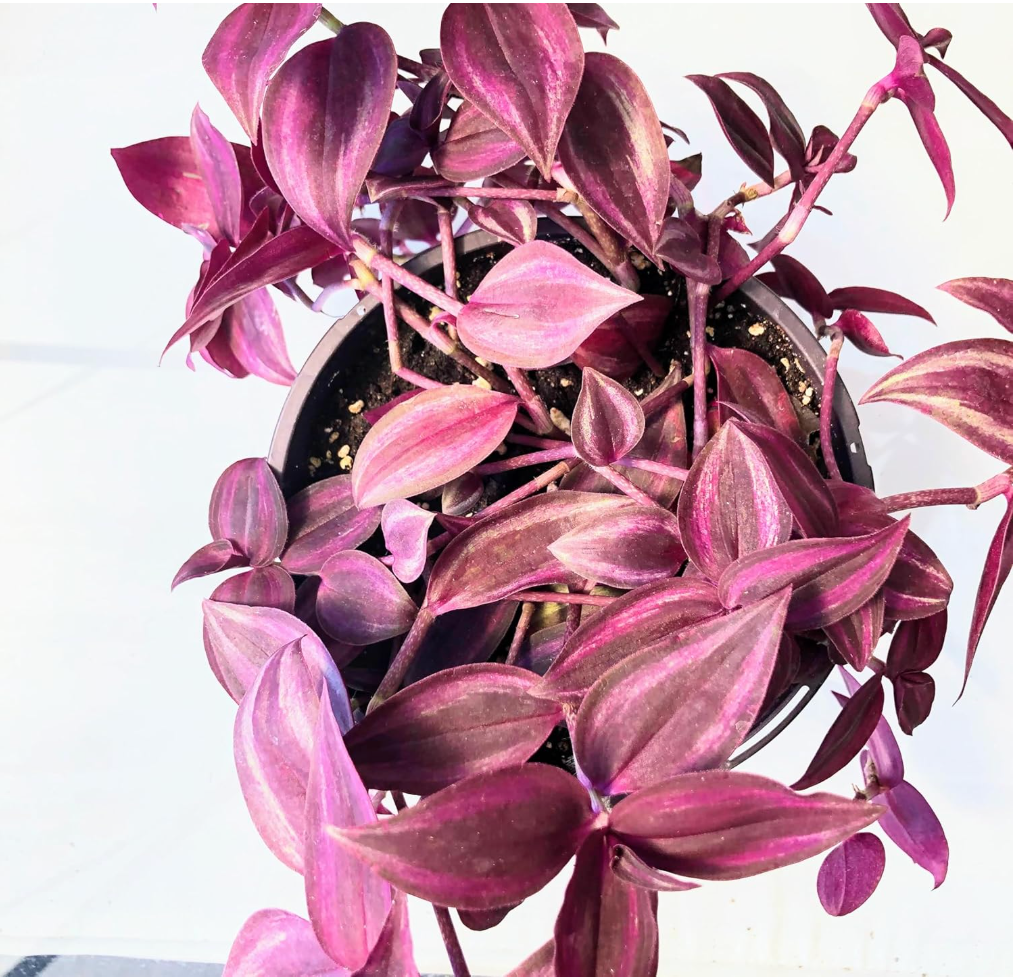 Dark Red Zebrina Wandering Jews Tradescantia 5 Cuttings, in 2" or 4 ...