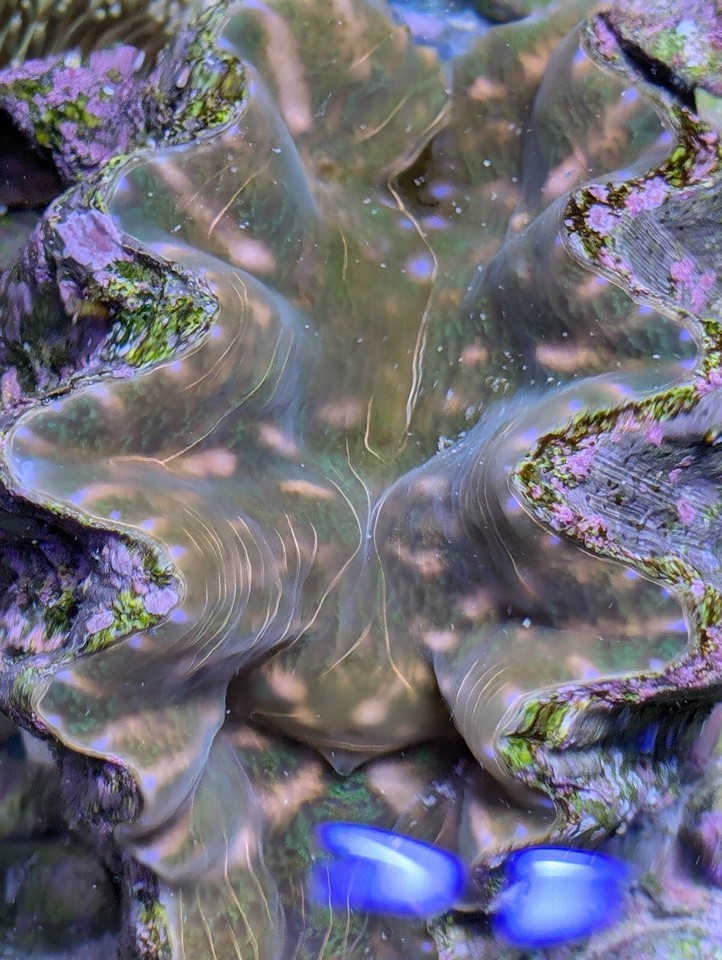 Tank Raised Hippopus - Tridacna Clam WYSIWYG - Reef Tank Invert | eBay