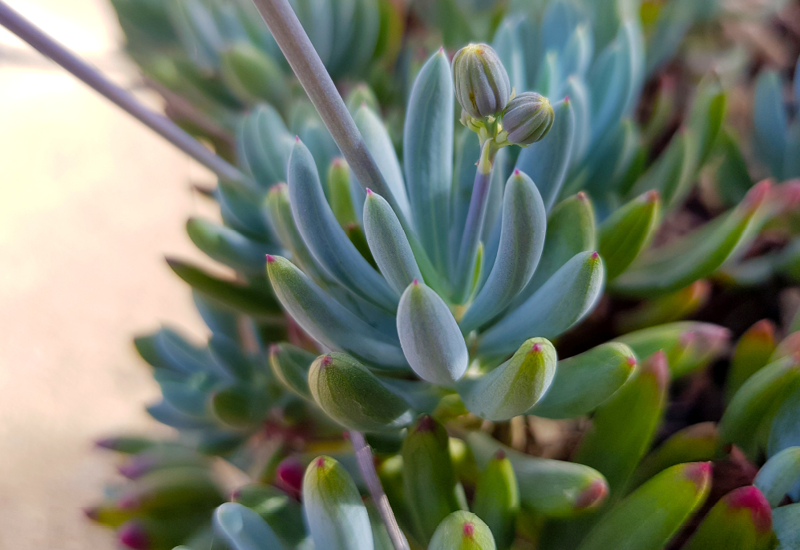 5X Senecio Dwarf Mini Baby Blue Chalk Sticks Curio Serpens 3" Cuttings ...