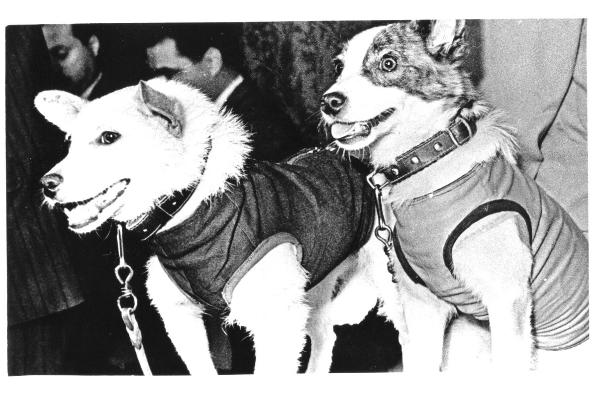 Strelka And Belka