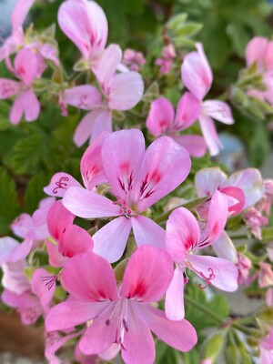 Fragrant Light Pink Flower Geranium: 3 Cuttings -Rooting/Grafting ...