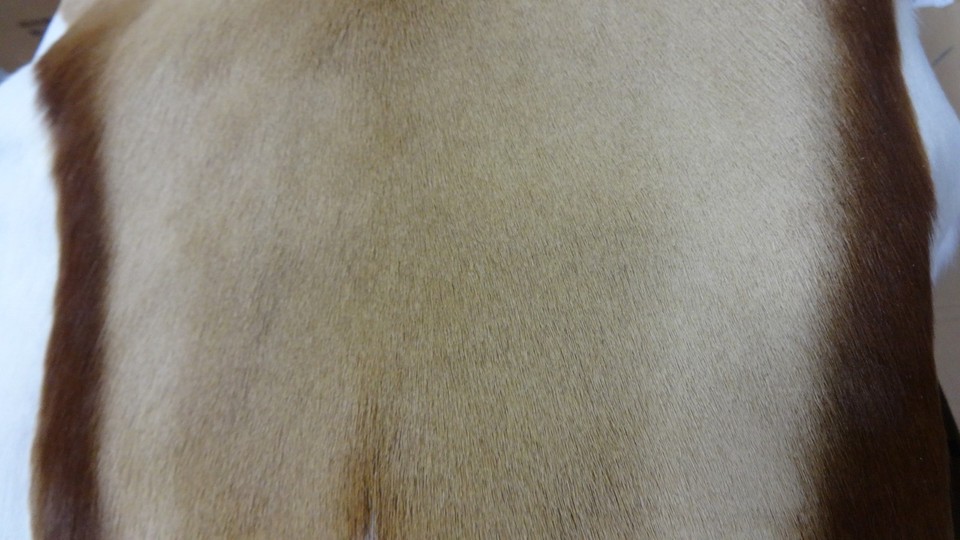 Springbok Skin - Natural Antelope Skin - antelope hide L (Approx Size ...