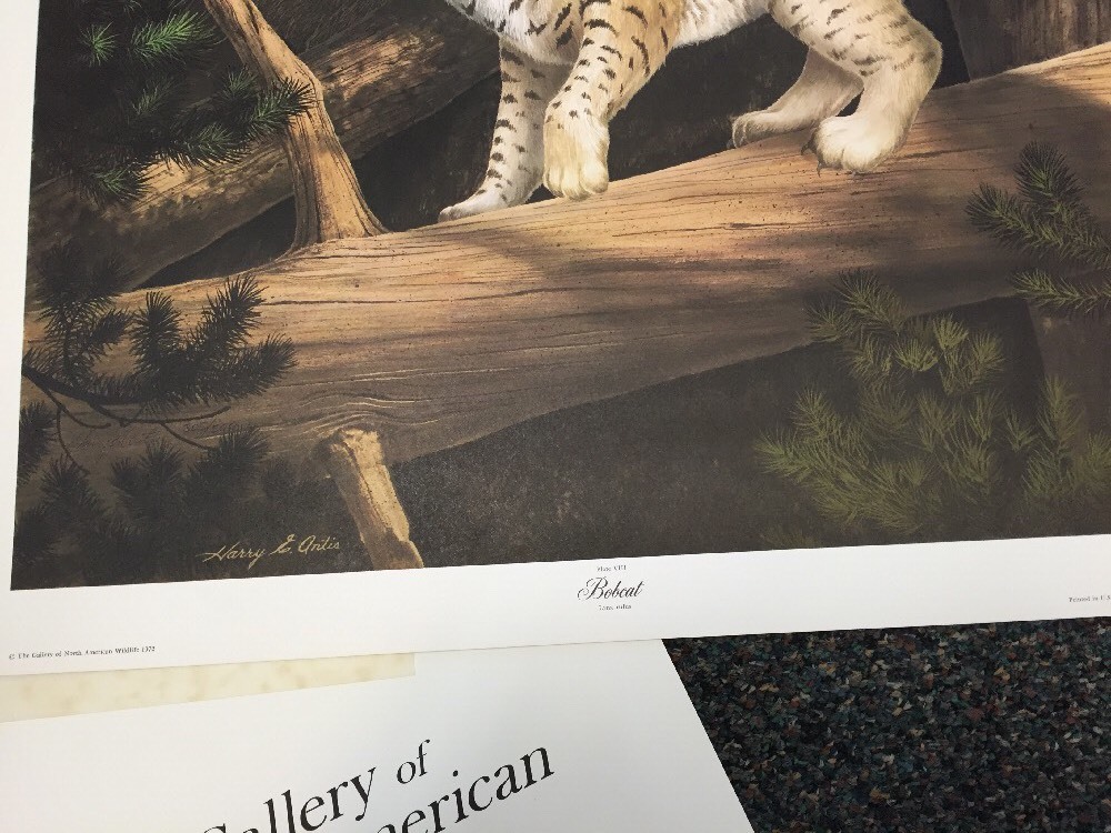 Harry Antis: SN Lithograph BOBCAT (Lynx) 1972 Edition 500 NIF | eBay