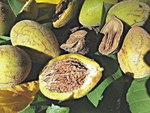 Asian Walnut Tree, JUGLANS MANDSCHURICA, edible fruit, large leaves ...