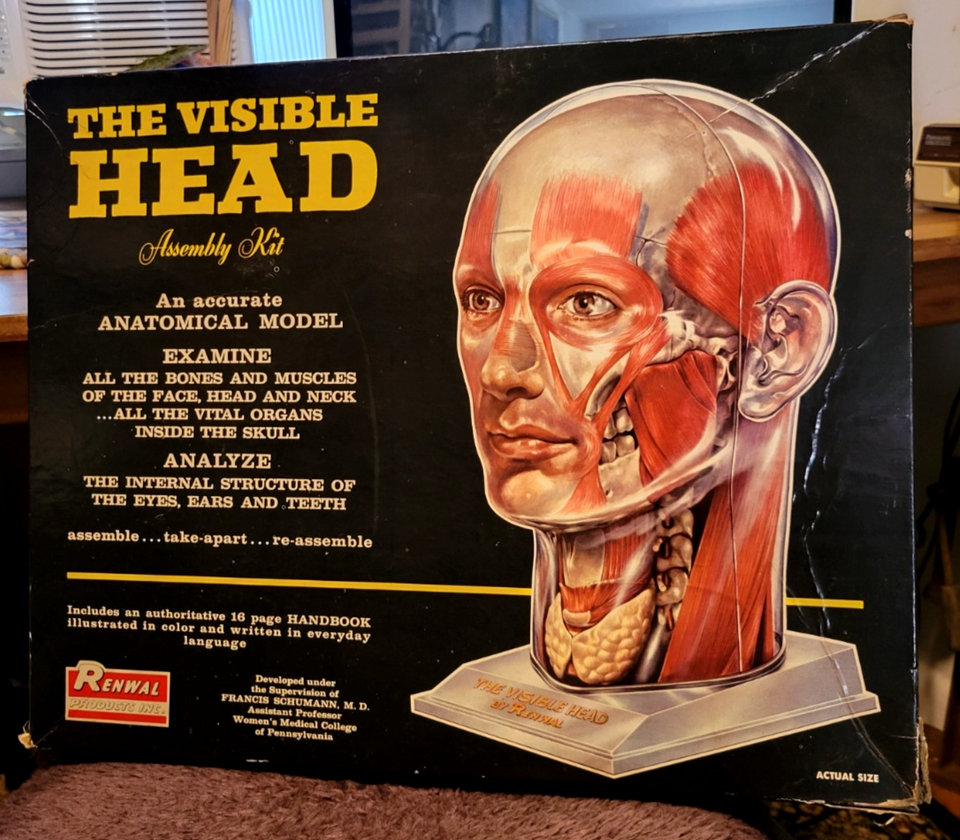 Vintage Renwall THE VISIBLE HEAD Model Kit | eBay