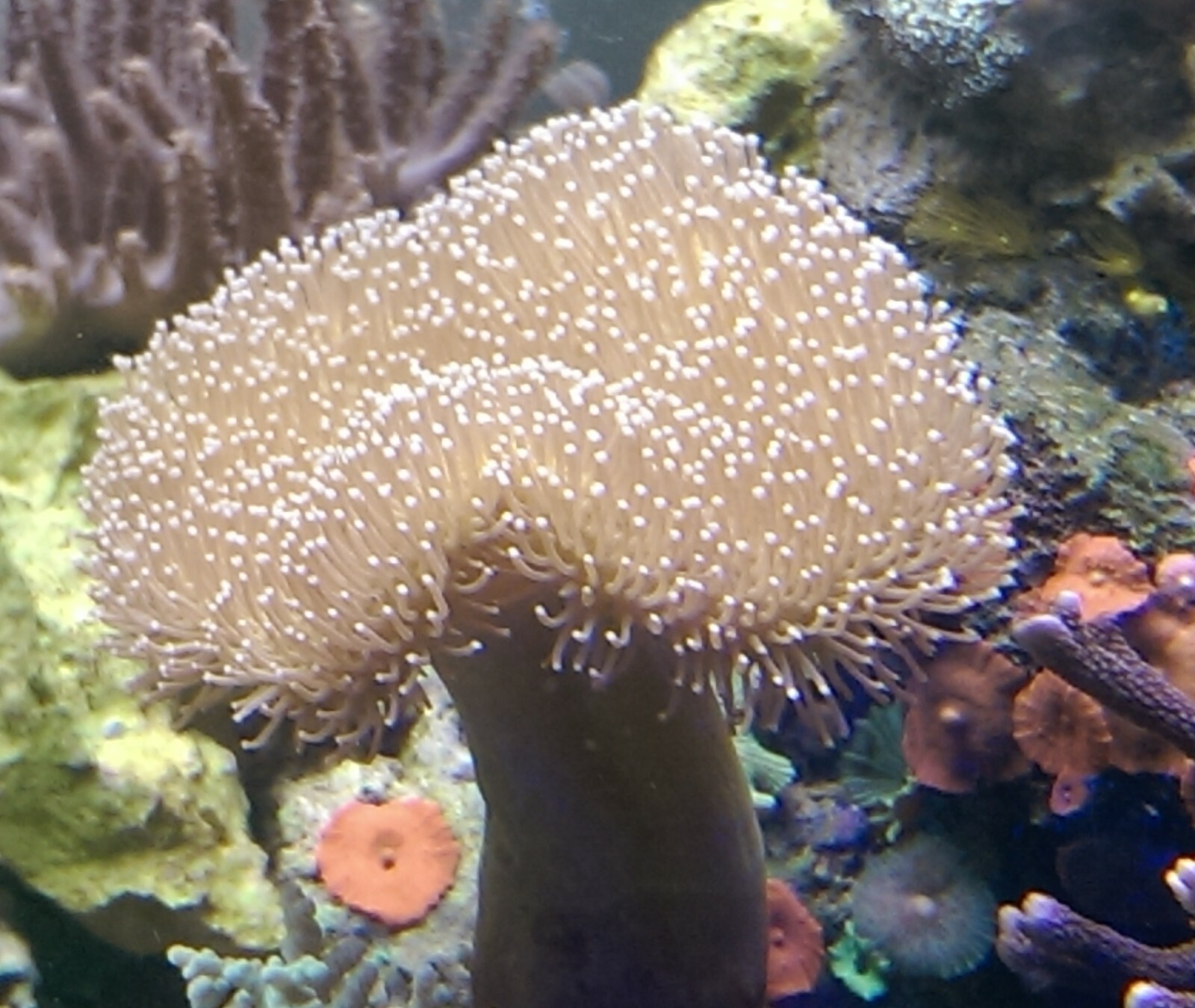 Soft Coral frags colonies Leather Toadstool Sarcophyton GSP Xenia Clove ...