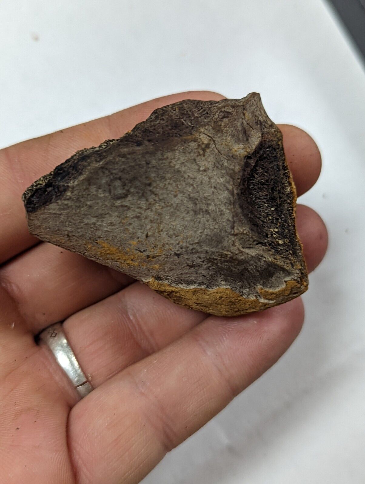 Hadrosaur Duck Billed Dinosaur Frill Bone South Dakota Fossil Specimen ...