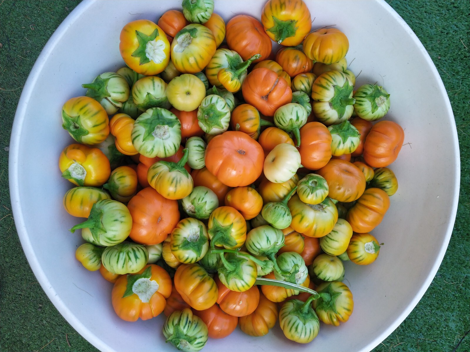 45+ African Eggplant Seeds for Planting ( Aňara/ Ngogwe/ Gardeneggs ...