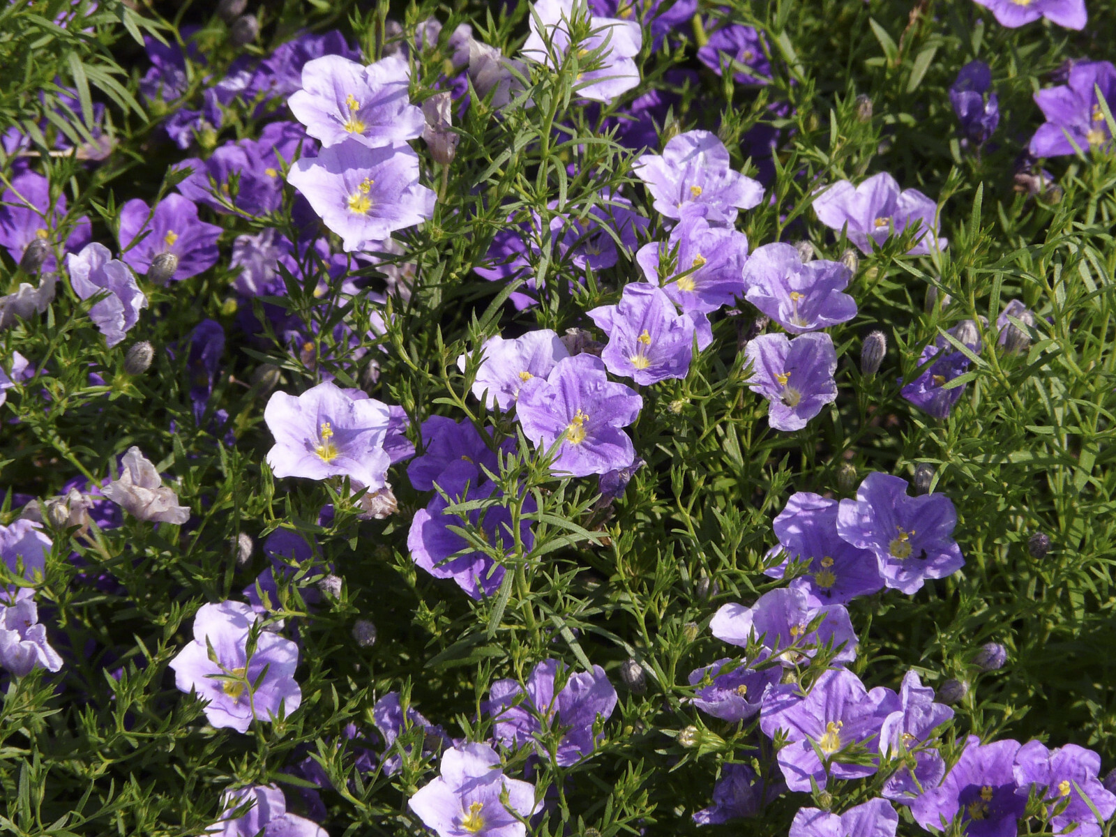 Nierembergia Hippomanica - Purple Robe seed | eBay