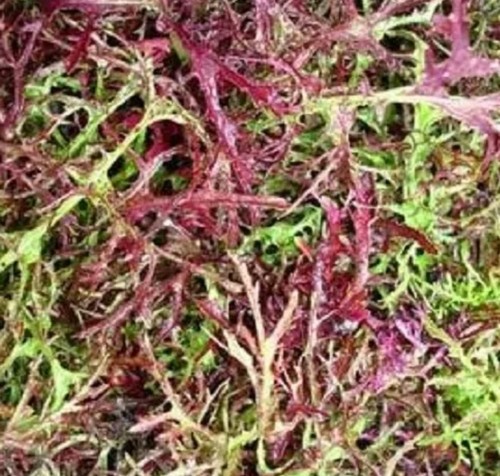 MIZUNA Red Streak Japanese Mustard greens 400+ garden/microgreen seeds ...