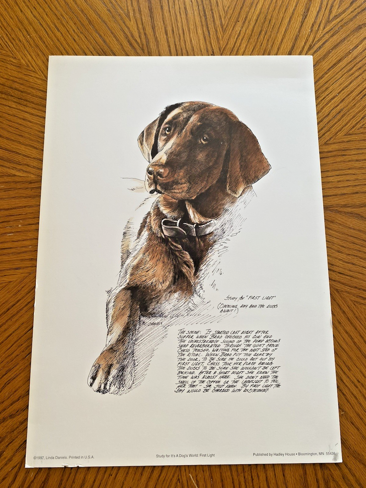 Chocolate Brown Lab Labrador Retriever Art Print Linda Daniels Artist ...