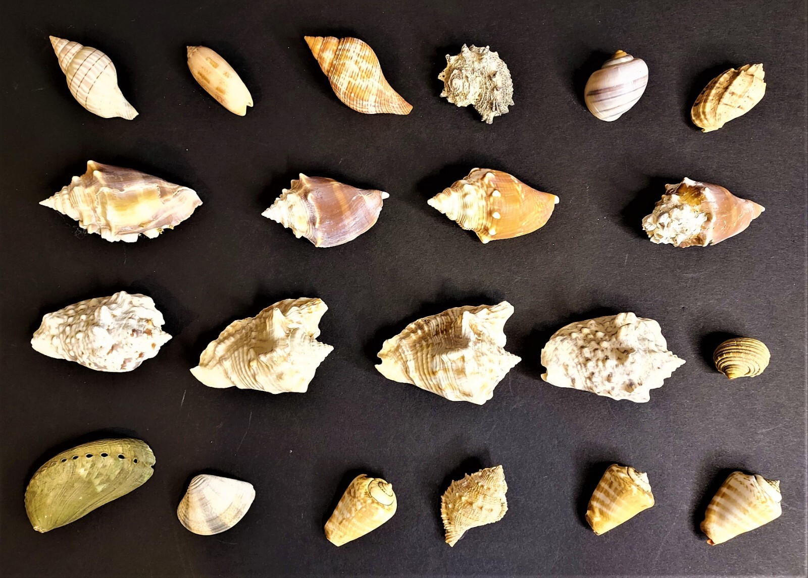 Seashells assortment Lot of 21 Conch Cat's Eye Tulip Olive Scotch ...