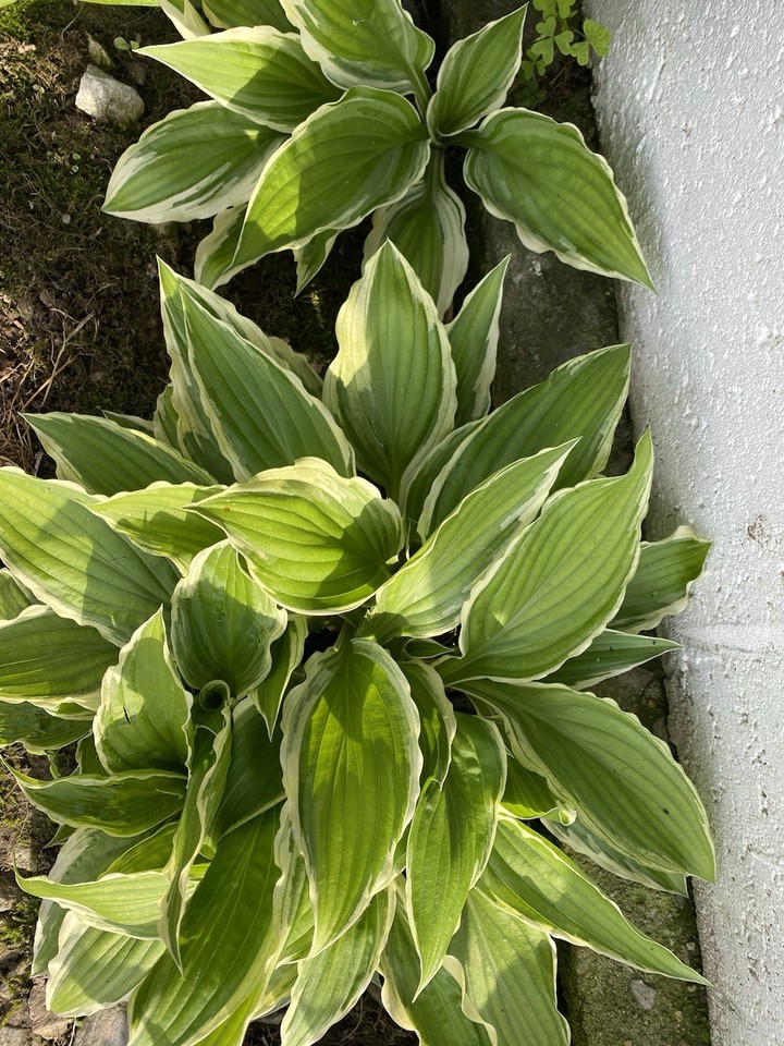Nursery Capital Raised Variegated Hosta Bare Roots 6 Roots | eBay