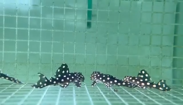 L471 Mini-Snowball Pleco LIVE (Size 3 - 4cm) - High Quality - USA ...