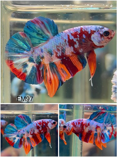 Male Betta Live Fish - Koi Candy Galaxy HMPK - FM97 - High Quality A++ ...