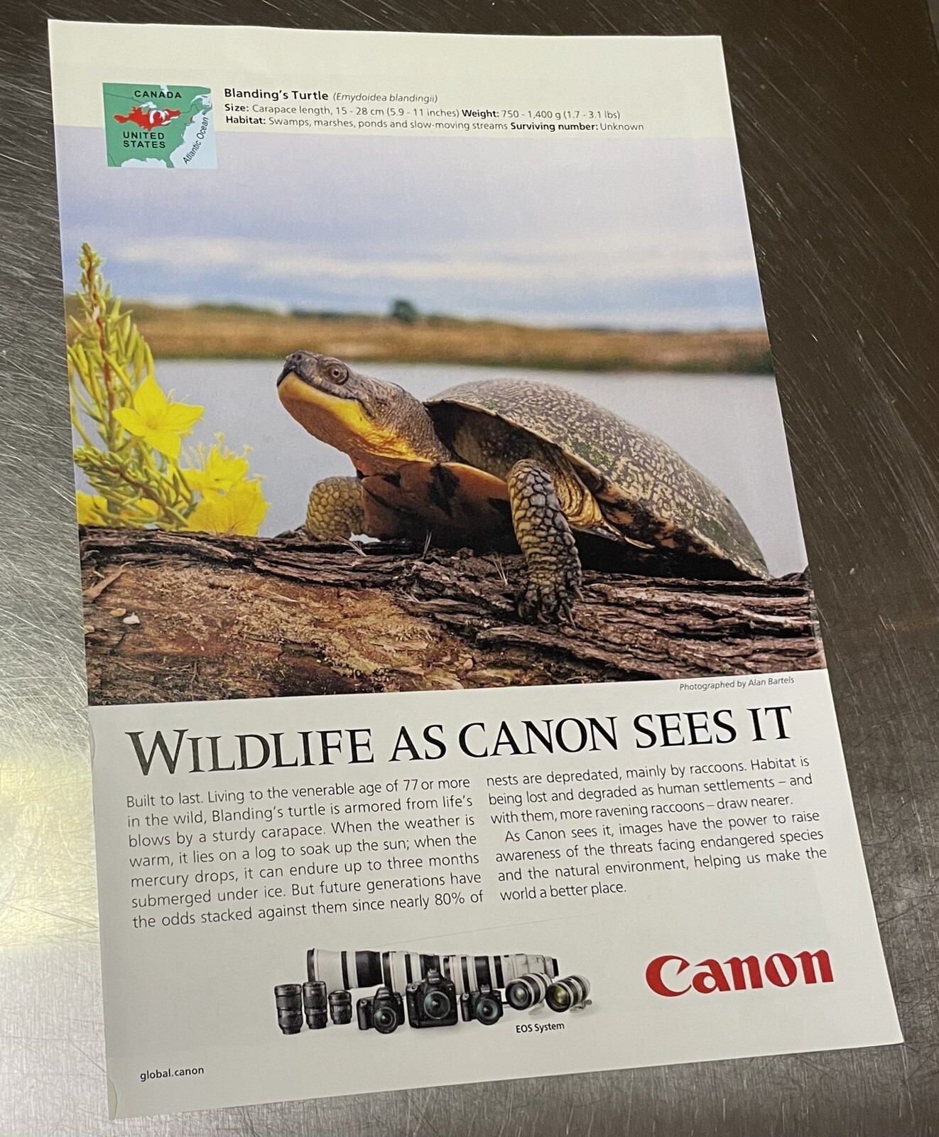 Canon EOS Camera Ad - Blanding’s Turtle - Wildlife as Canon sees it Ad ...