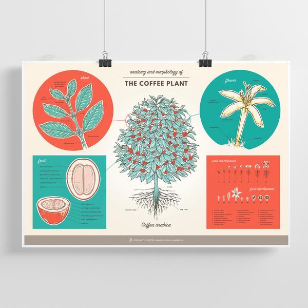 Green Arabica Coffee Classification / Defect Poster- scaa | eBay Australia