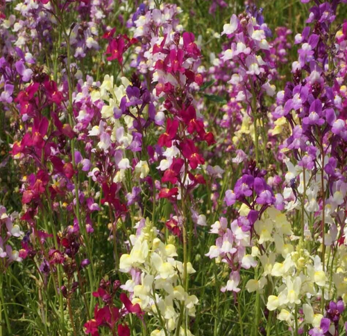 SNAPDRAGON SEEDS 10000+ TALL MIX mixed colors ANNUAL CUT FLOWERS FREE ...