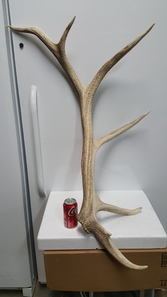 BIG tall HEAVY 6pt COLORADO ELK ANTLER SHEDS whitetail rack mule deer ...