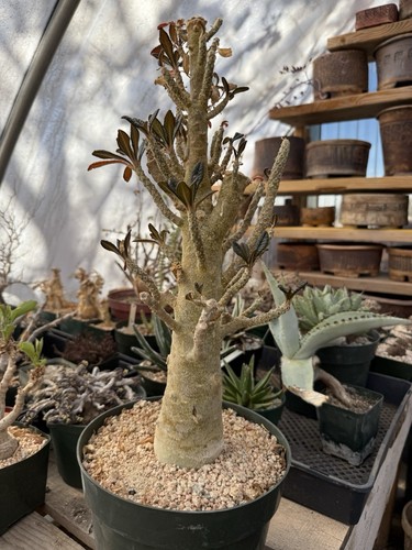 Dorstenia gigas SEED grown beauty Branching Bonsai/exact plant Fatty ...