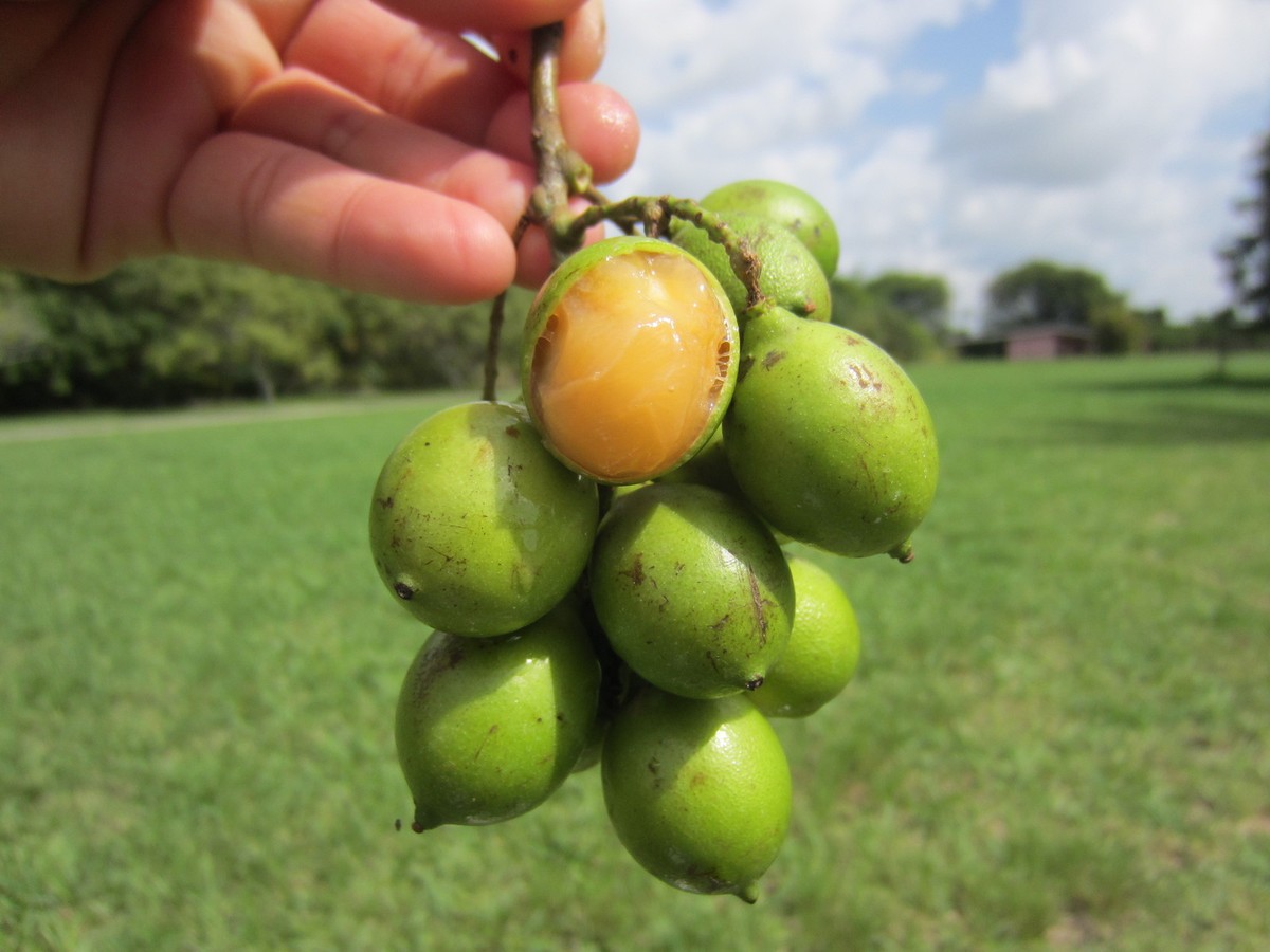 Genip