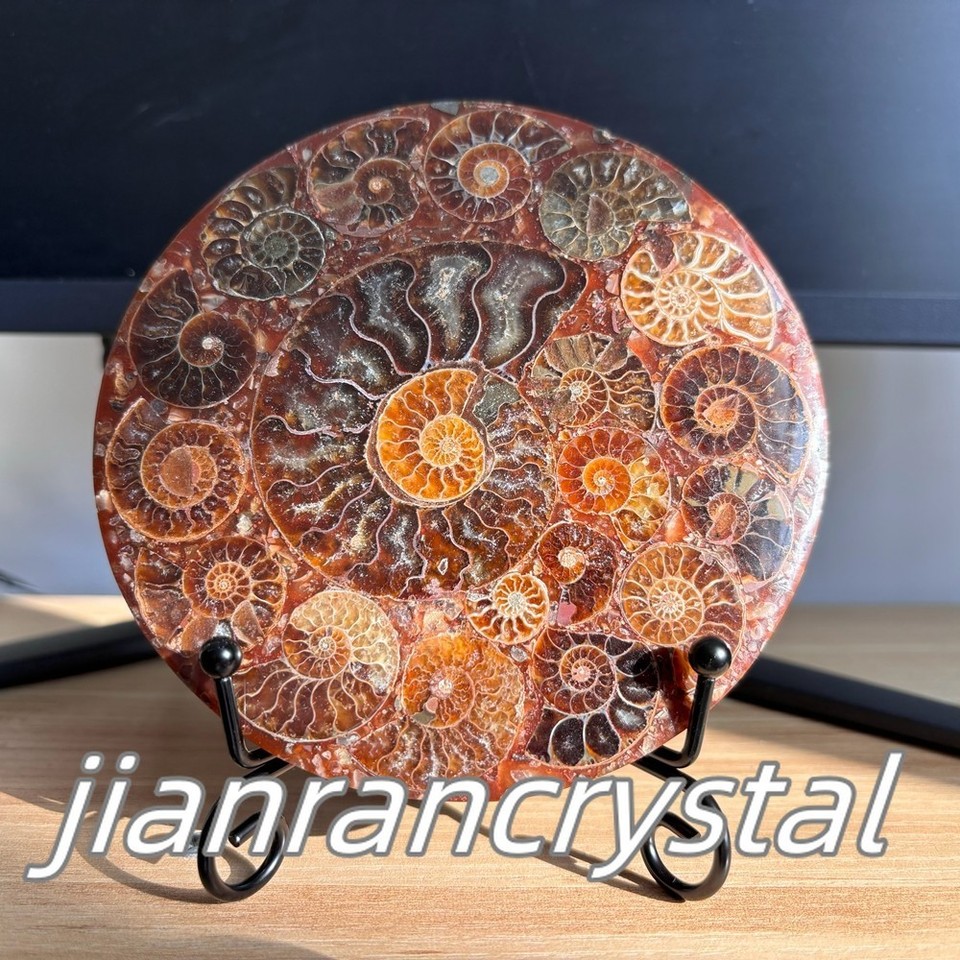 Natural Ammonite Disc Fossil Conch Specimen Healing +Stand 1PC | eBay