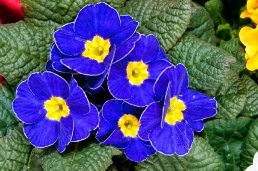 Blue Evening Primrose Flower