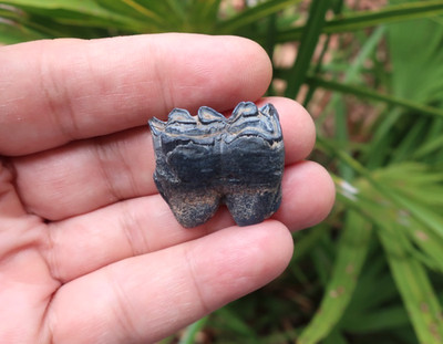 Equus Sp. Fossil Horse Tooth Prehistoric Florida | eBay