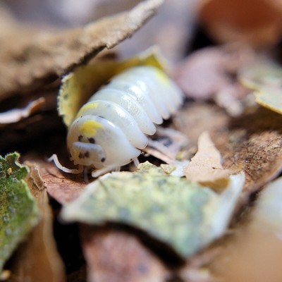 10+ Magic Potion Isopods & FREE SPRINGTAILS ~Japanese Strain~ Bioactive ...