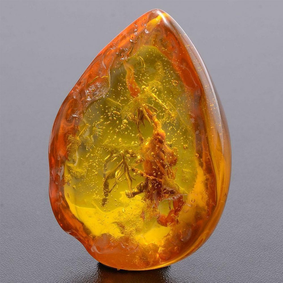 1 x Beautiful Amber Scorpion Fossil Insects Manual St. Natural am ...