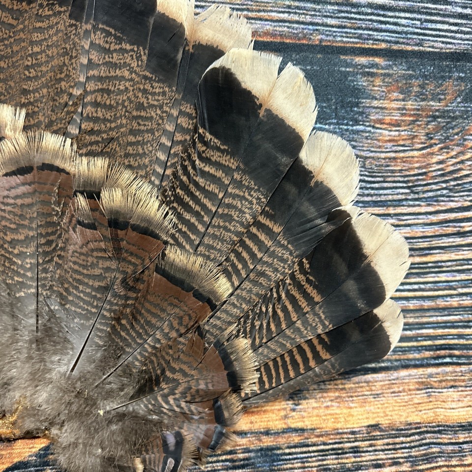 Hen wild turkey tail Merriam feather millinery decoy turkey tail bustle ...
