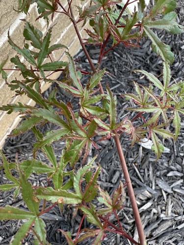 Acer Palmatum - Beni komachi - Japanese Maple | eBay