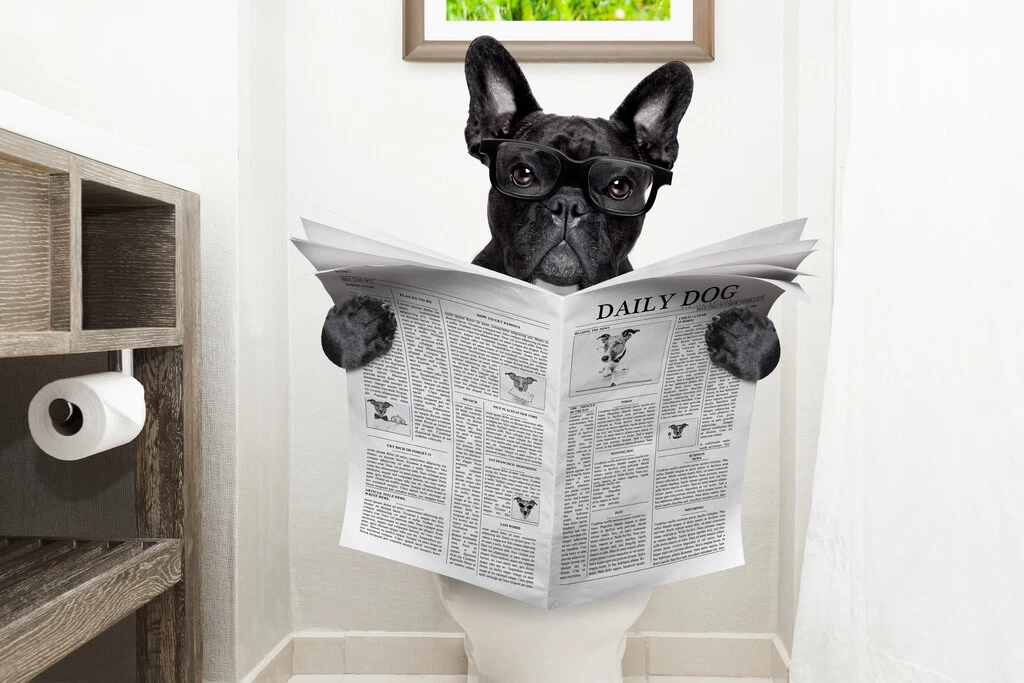 Funny Dogs With Glasses