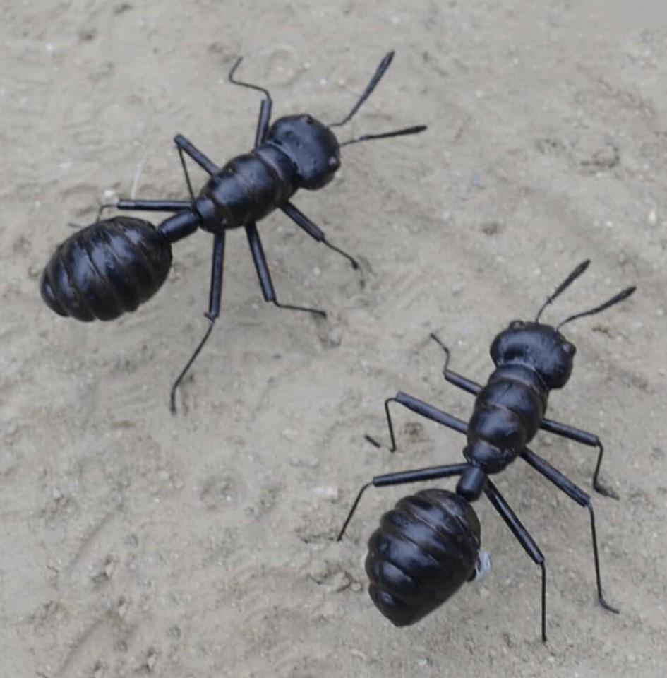 Crematogaster Scutellaris 80-120+w Desktop Garden Art Ant Farm & Queen ...