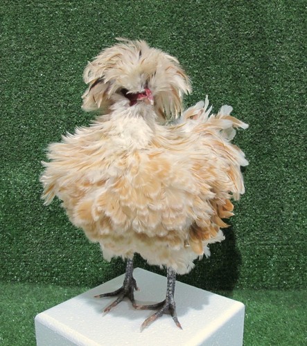 Polish Frizzle Rooster Taxidermy Real Bird Poultry Mount Tan and White ...