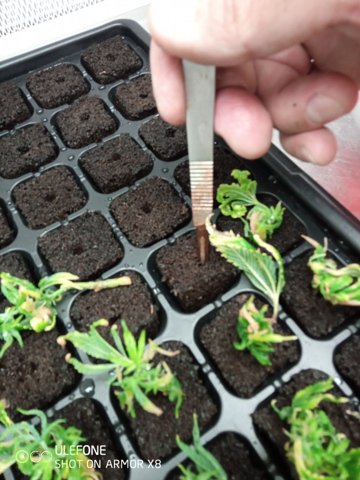 Complete Tissue Culture Kit Microclone Cloning Micropropagation ...