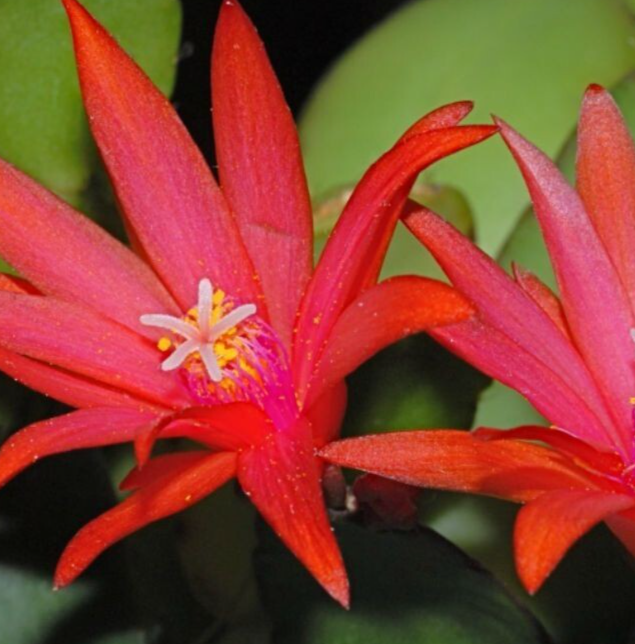 Rhipsalidopsis Gaertnerrii RED Easter Cactus 1 Live 2-4" Rooted Flower ...