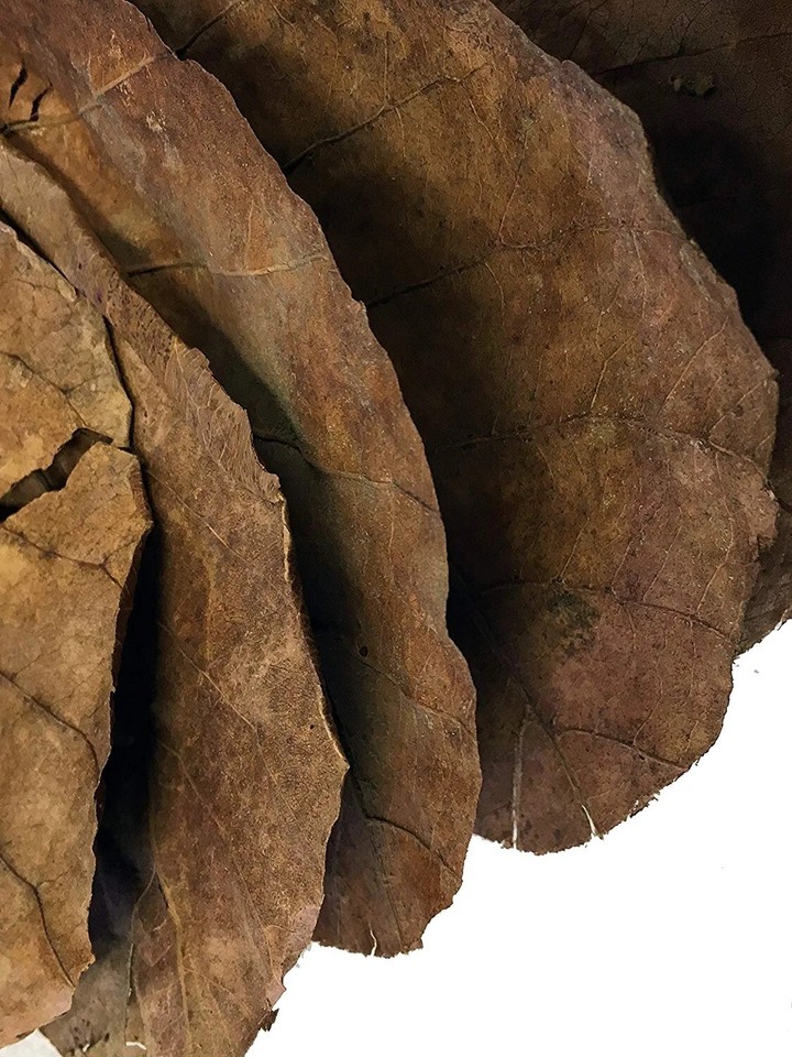 Premium Natural Catappa Indian Almond Leaves Acquarium Natural Habitat ...