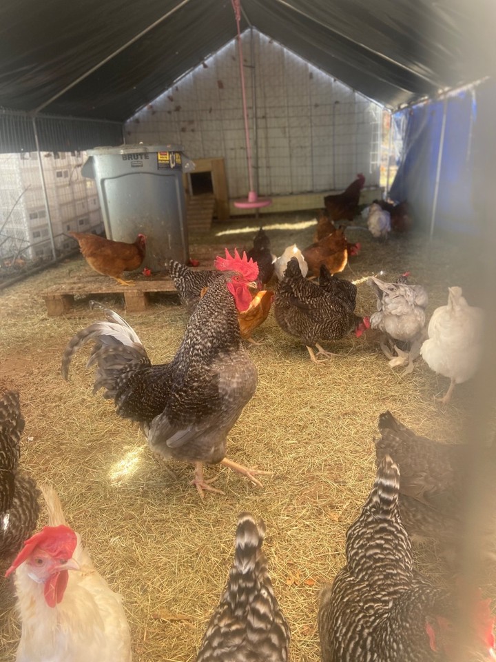 12 Fertile Chicken Hatching Eggs Barnyard Mix/Crested/Easter/Rare Breed ...
