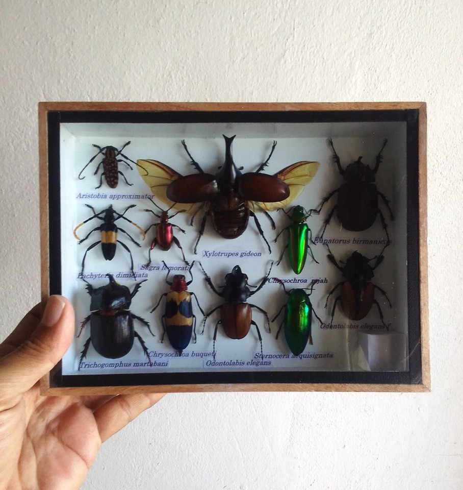 Taxidermy Framed Mixed Insects Collection in Wood & Glass Frame – 6" x ...