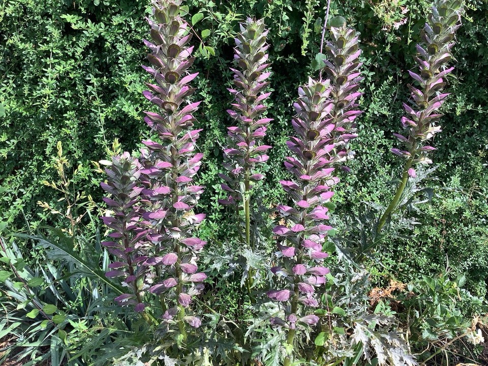 3 Acanthus Mollis Plants, dug from my own garden. Posted bare root ...